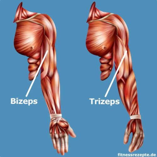 Das ultimative Muskel-Lexikon von Kopf bis Fuß – Fitnessrezepte.de